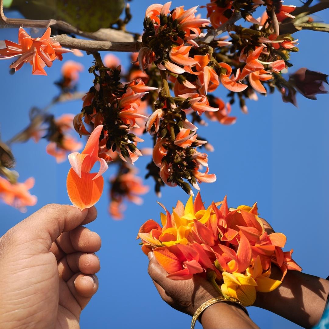 Palash Flower: The Flame of Forest for Skin & Wellness